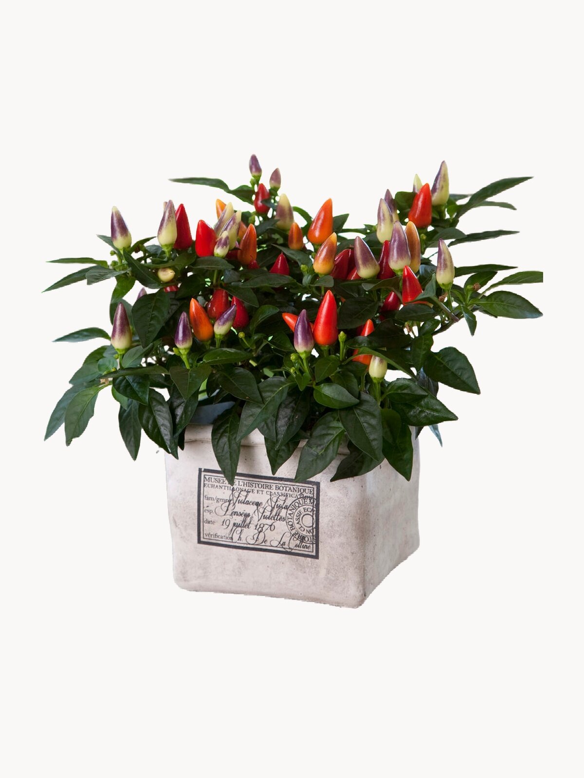 Перец балконно-комнатный Фиеста, Семена, 10 шт, семена овощей