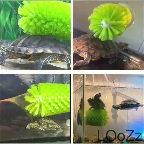 Зеленая щетка для чистки панциря черепах с присоской - отшелушивающий уход за спиной аквариумных черепах