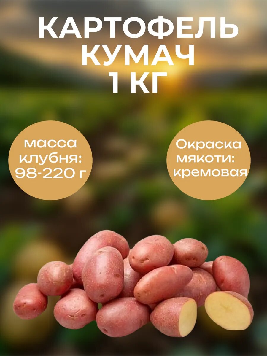Картофель семенной Кумач, 1 кг