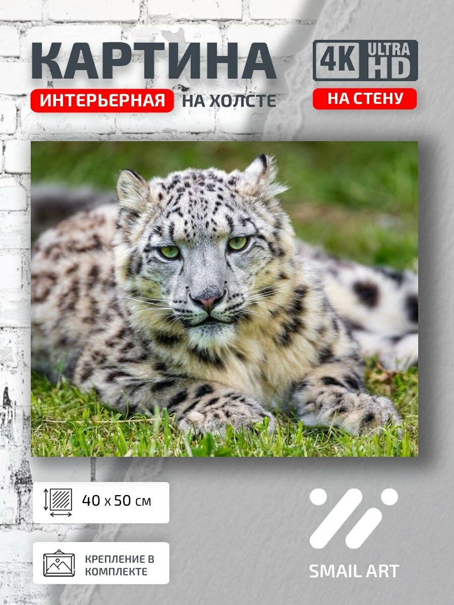 Картина на холсте интерьерная 40 на 50 на стену снежный барс для кабинета атмосфера