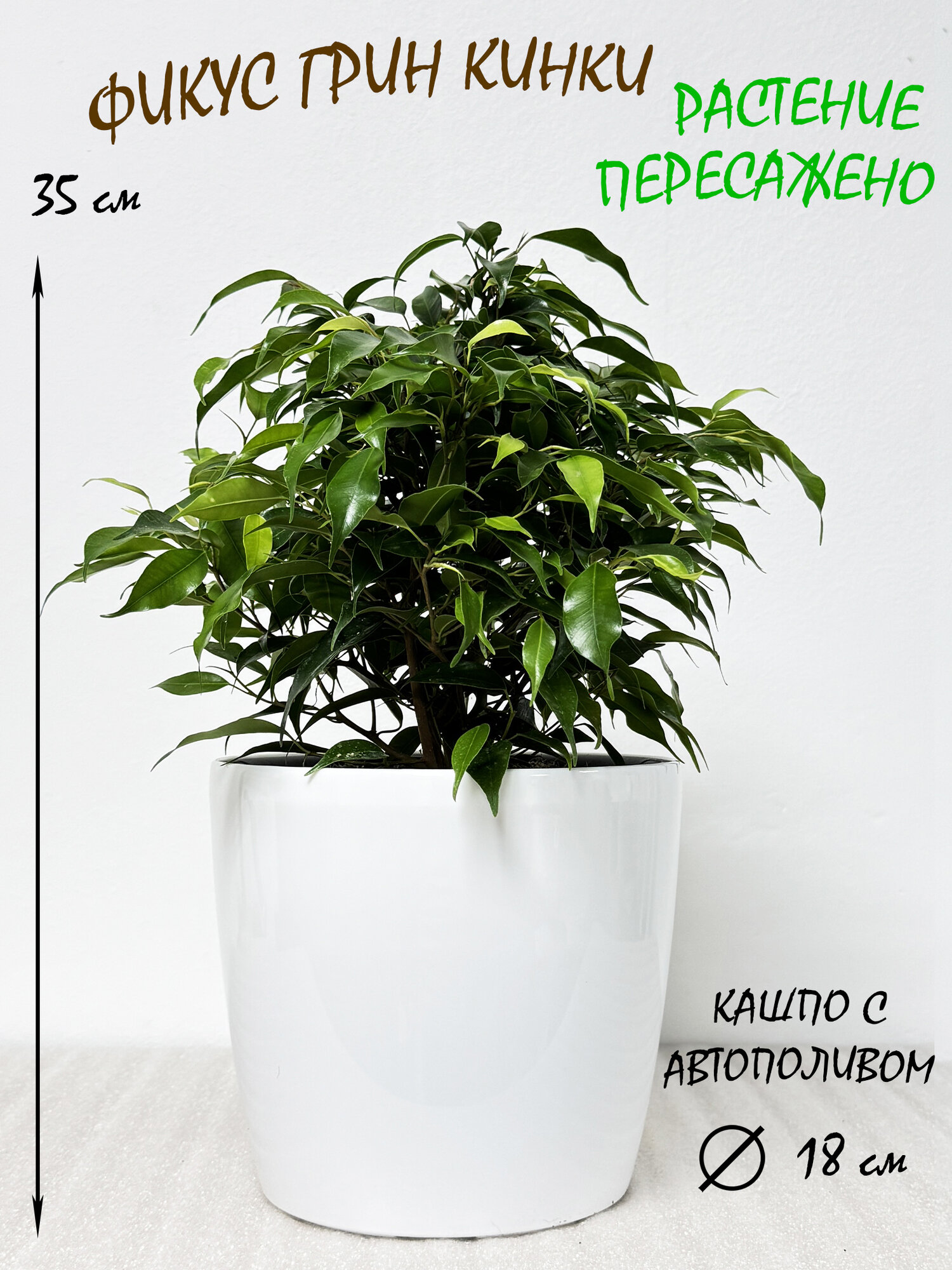 Фикус Бенджамина Грин Кинки в белом кашпо с автополтвом, высота 30-35 см