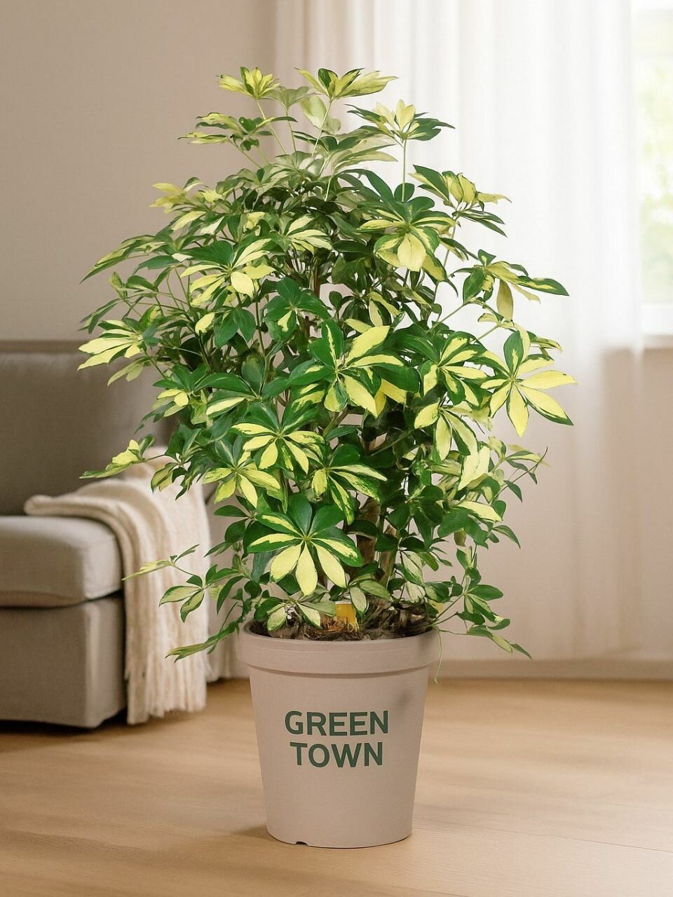Шеффлера Вариегатная Жанин (Зонтичное дерево) живое растение