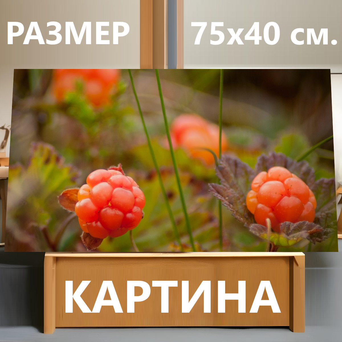 Картина на холсте "Морошка буша производит, ягоды, ягода" на подрамнике 75х40 см. для интерьера