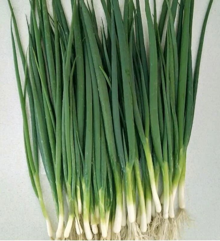 Коллекционные семена лука батун Зеленое перо