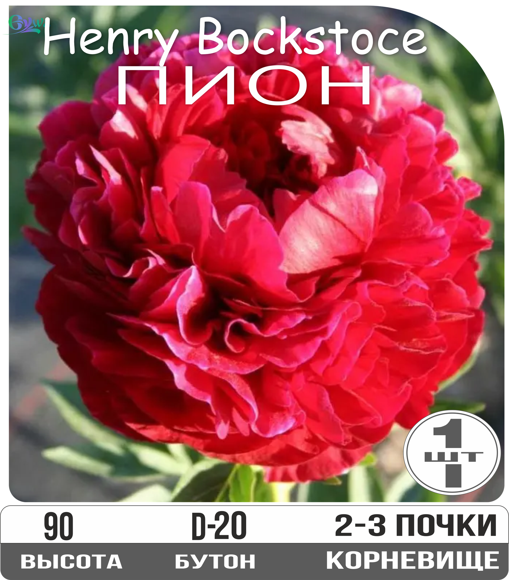 Пион Коревище, Генри Бокстос, 2-3 почки, многолетник, высота 80см, красный
