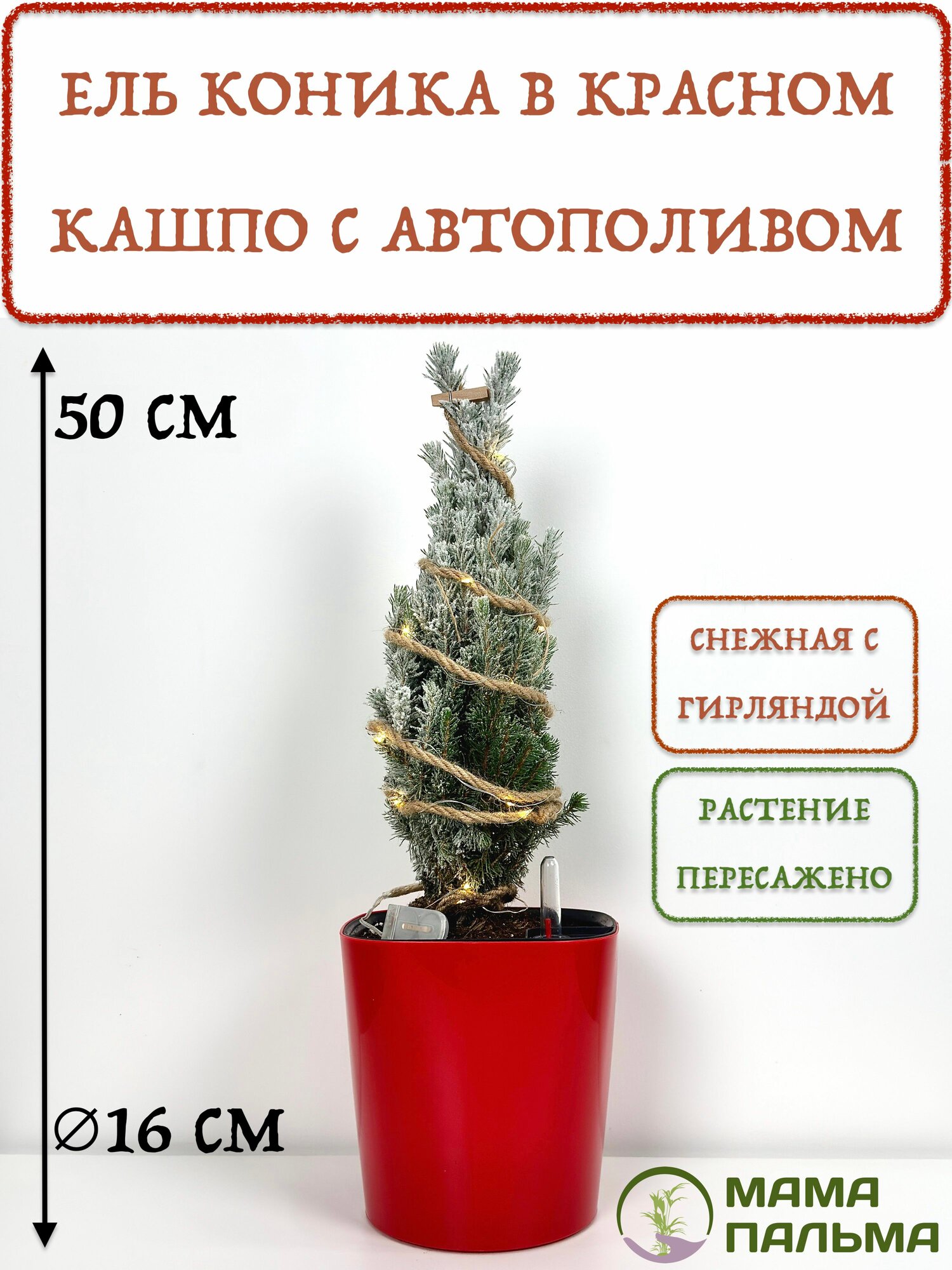 Ель живая Коника снежная с гирляндой в кашпо с автополивом высота 50 см красное D16