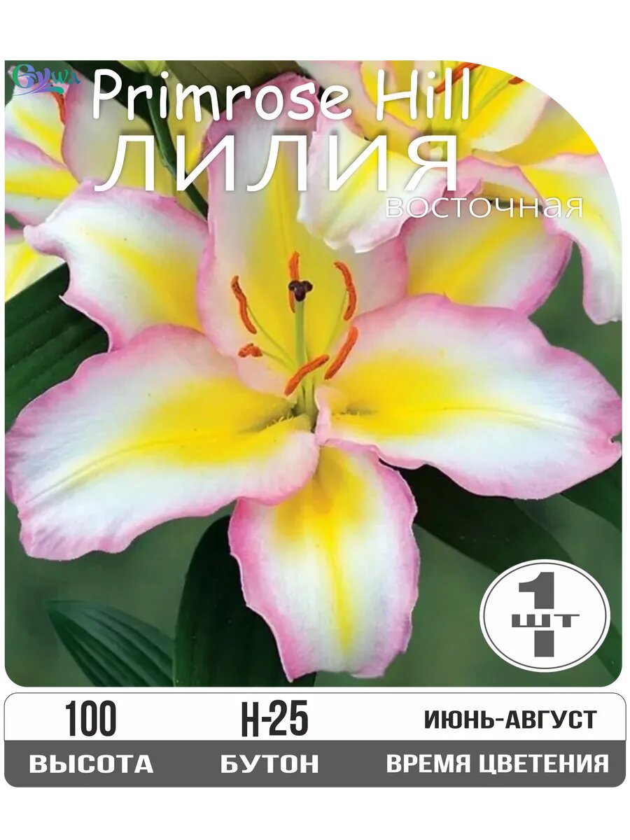 Лилия луковицы многолетние Примроуз Хилл, восточные, 1шт, высота 110 см