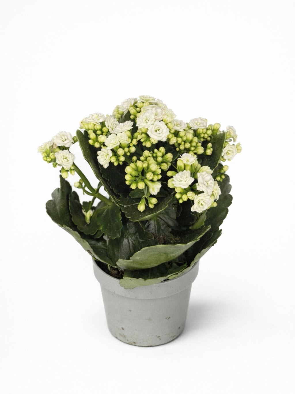 Каланхоэ каландива белое (Kalandiva kalanchoe "White") 12см