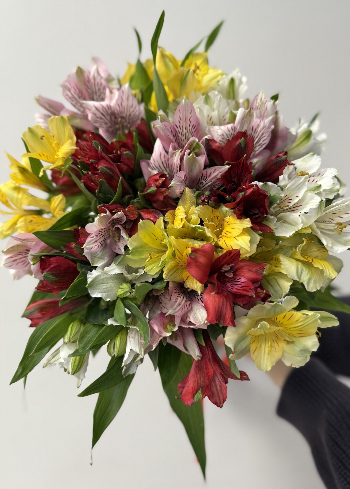 Букет из 17 альстромерий микс под ленту, монобукет, 50 см | Турбофлора
