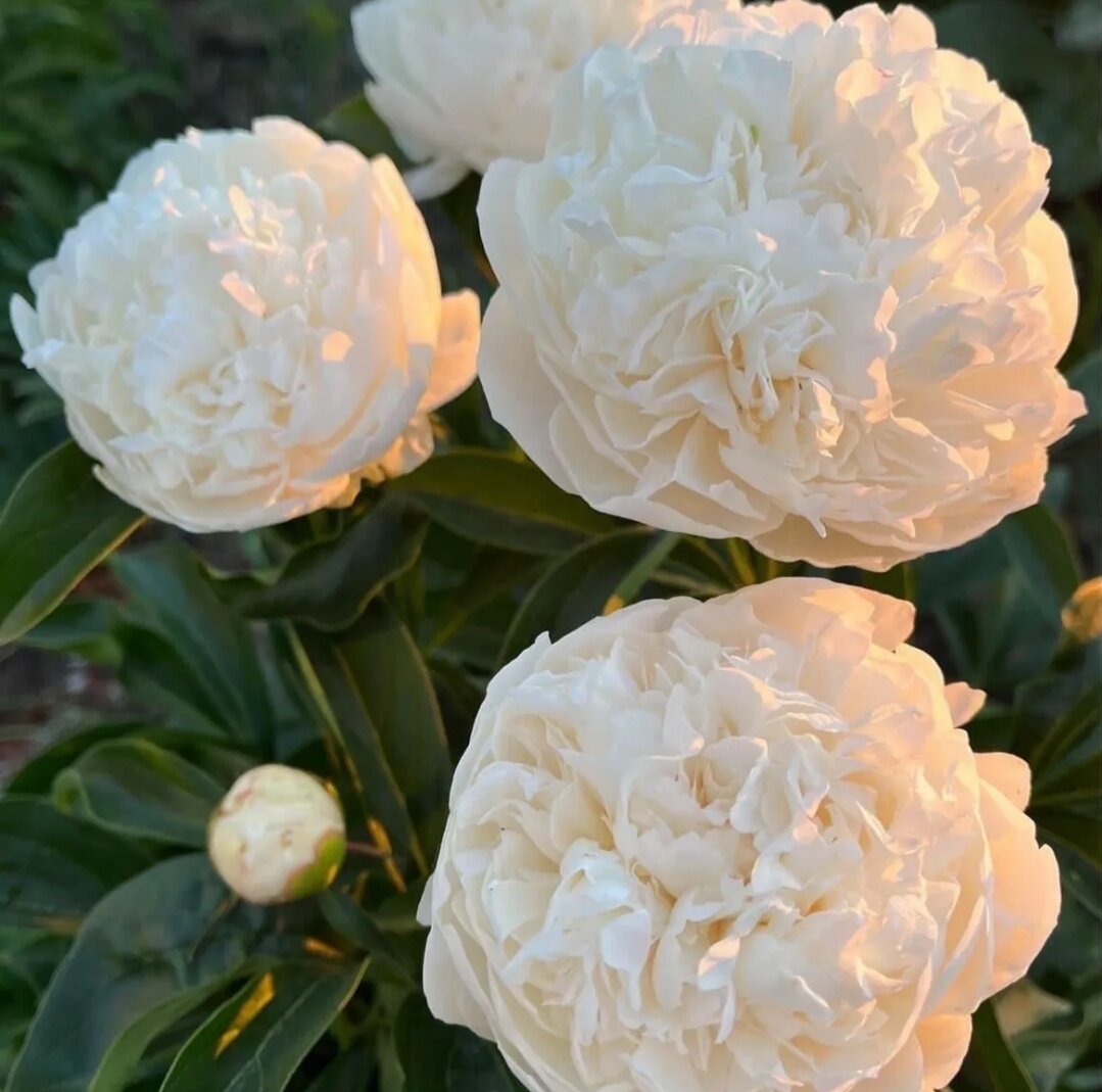 Пион Алма-Ата