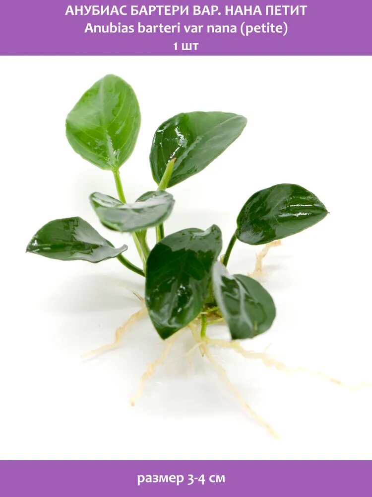 Bestfish24 Анубиас бартери вар. нана Петит, 3-4см, 1шт растение для аквариума