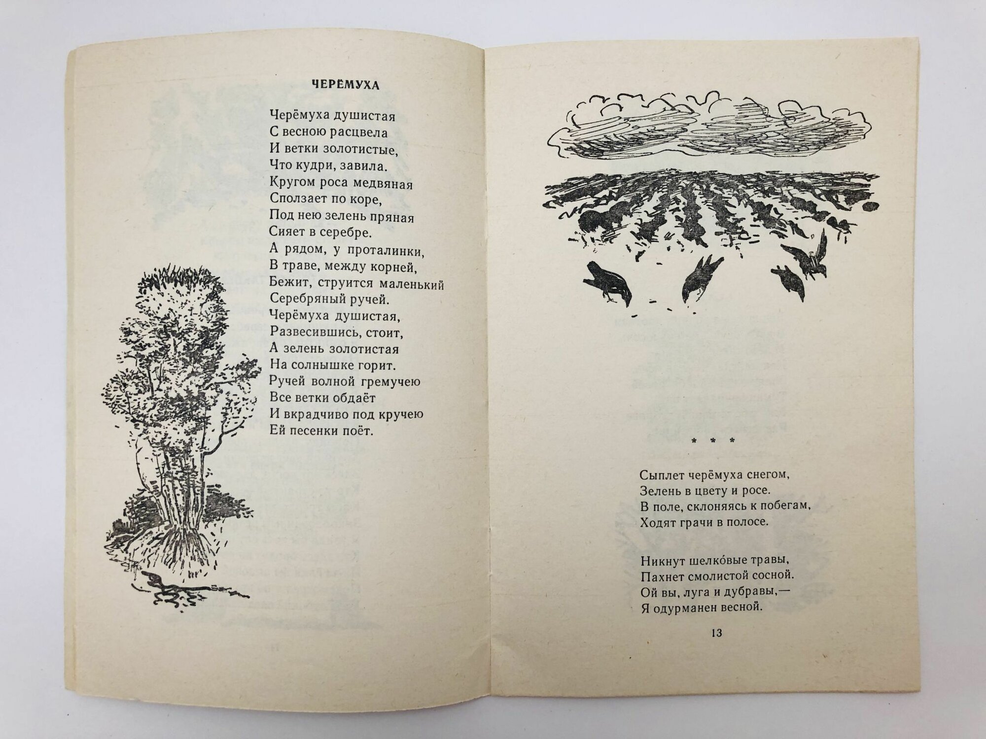 Черемуха. Стихи — фото 1