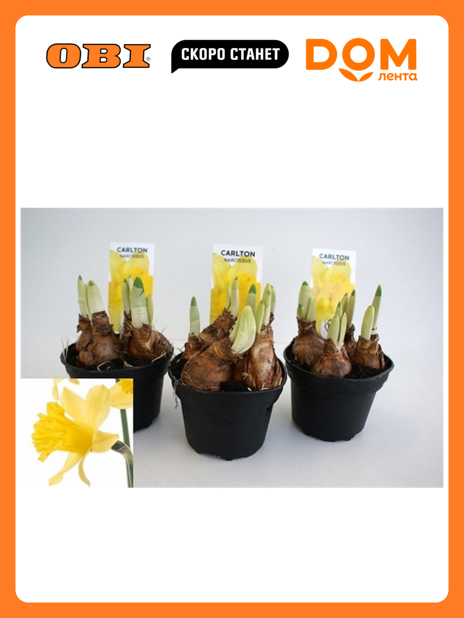 Растение Нарцисс Карлтон