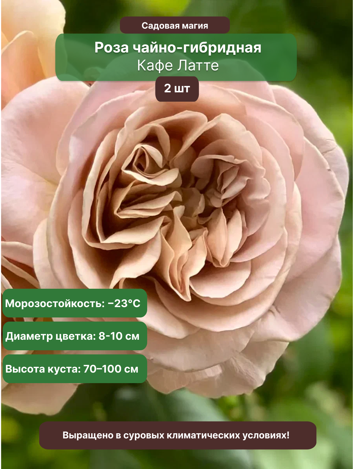 Роза Кафе Латте , чайно-гибридный сорт, кремово-бежевая, 30 см, 2 шт.