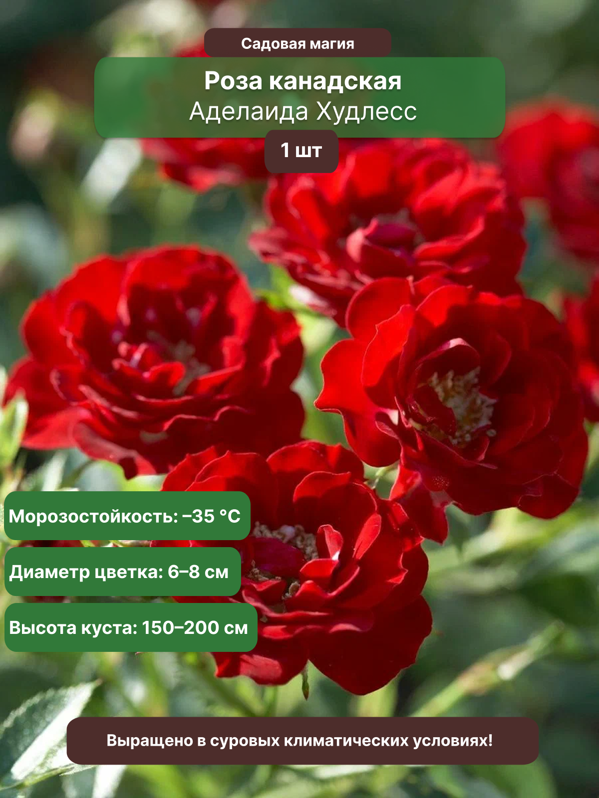 Роза канадская Аделаида Худлесс / 1 шт, морозостойкая, многолетняя