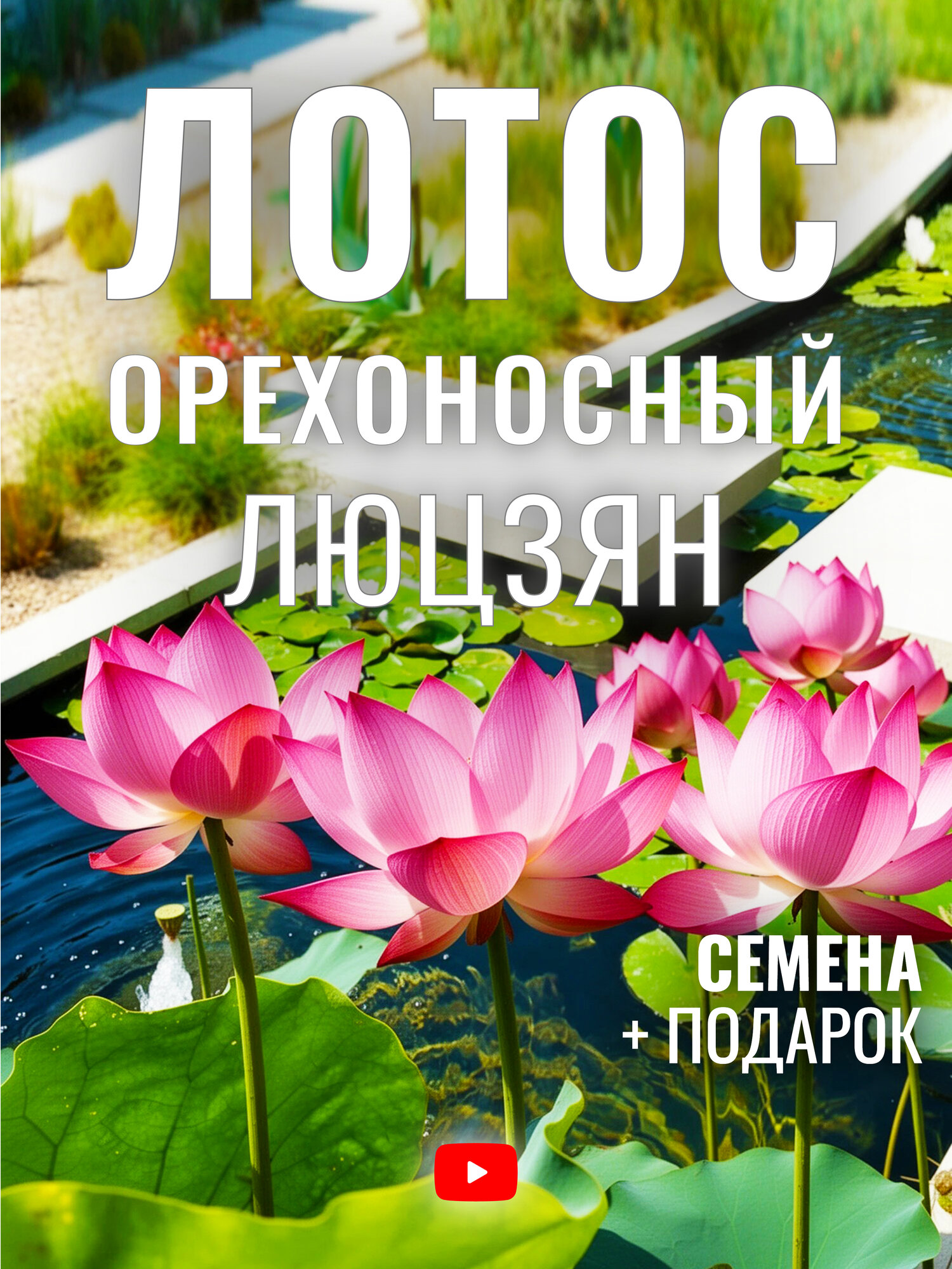 Лотос Орехоносный Люцзян, Семена, 5 шт, семена экзотических растений