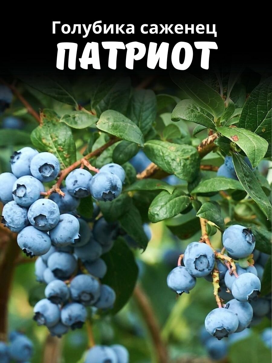 Голубика саженец Патриот морозостойкая