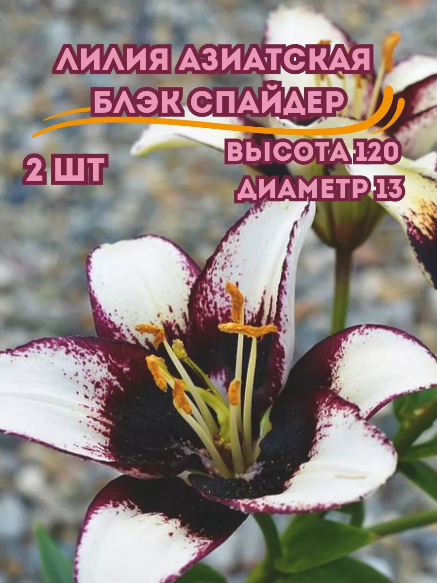 Луковицы лилий азиатская Блэк Спайдер