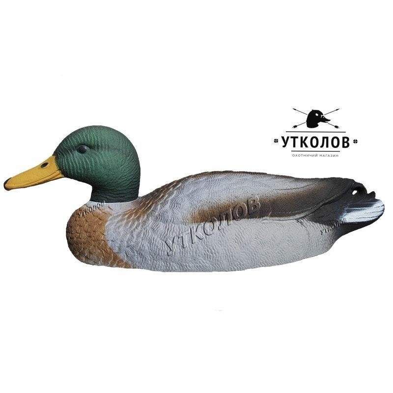 Чучело разборное утки "Кряква селезнь рельеф". Съемная голова. Чучело для охоты.
