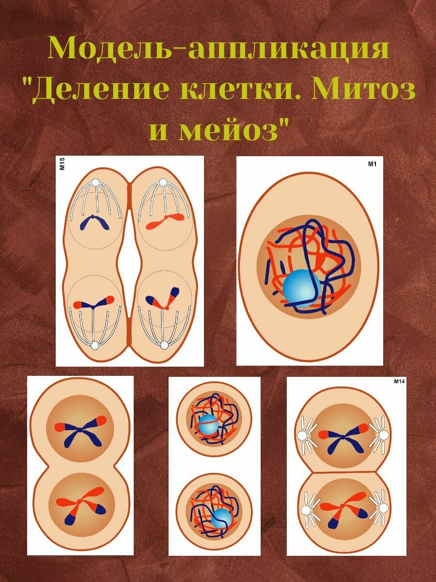 Модель-аппликация "Деление клетки. Митоз и мейоз"