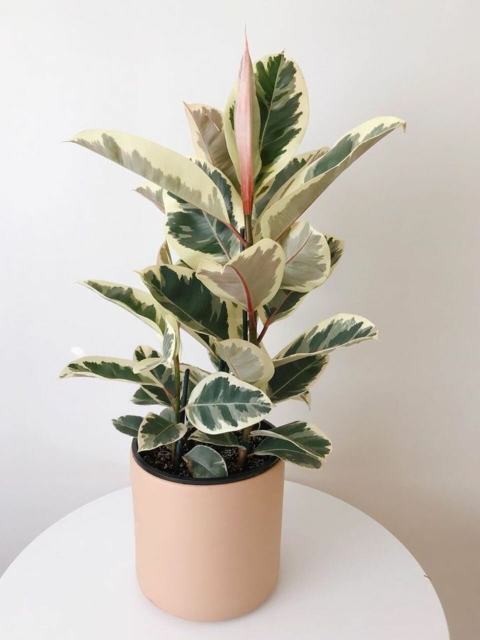 Фикус Эластика "Тинеке" GREEN TOWN, вечнозеленый, саженец в горшке