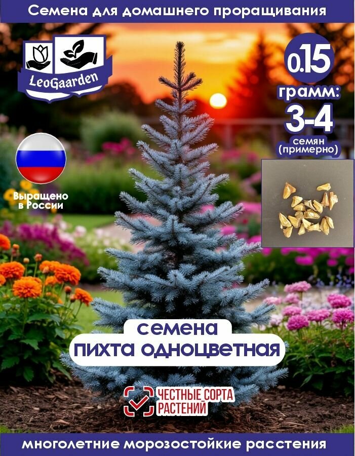 Семена, Пихта Одноцветная , 0,15 грамм