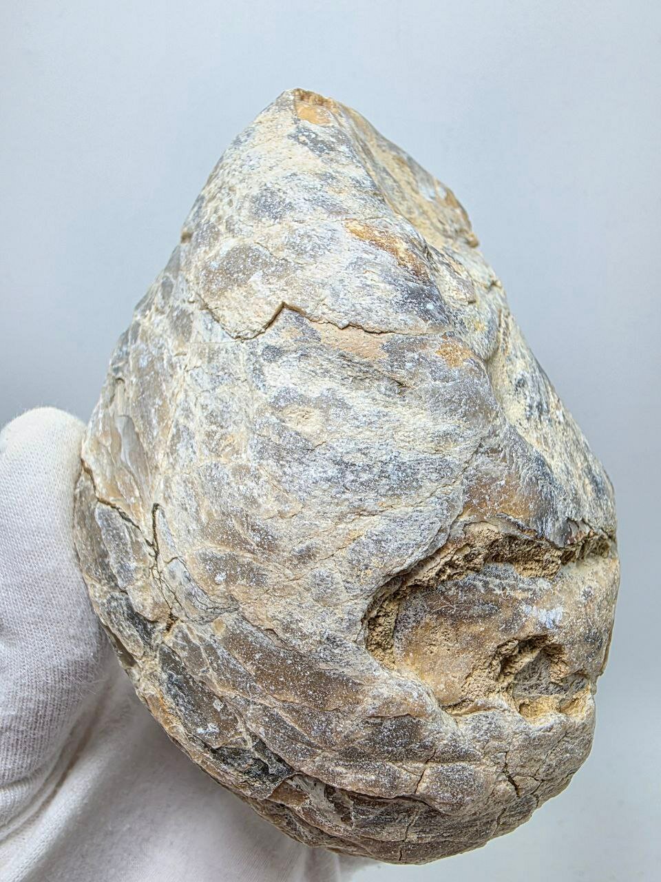 Окаменелая устрица Gryphaea, 120 мм, 622 г.