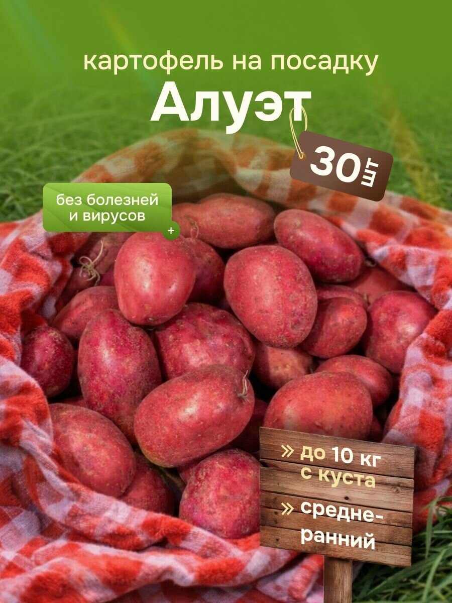 Семенной картофель на посадку Алуэт 30 шт (среднеранний)