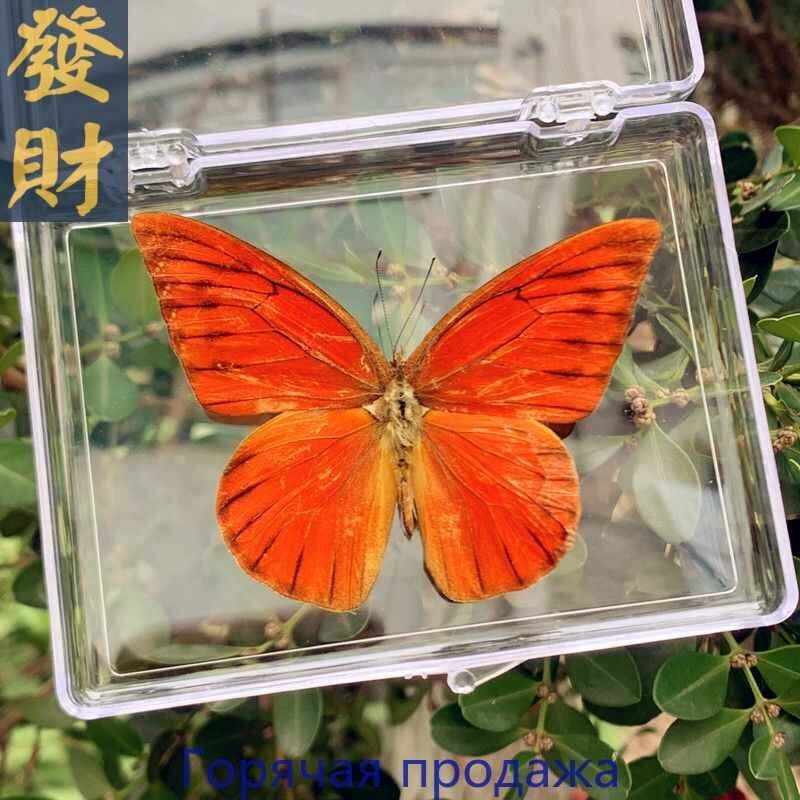 Бабочка С красными крыльями - Appias nero Fruhstorfer Коллекция, подарок, декор