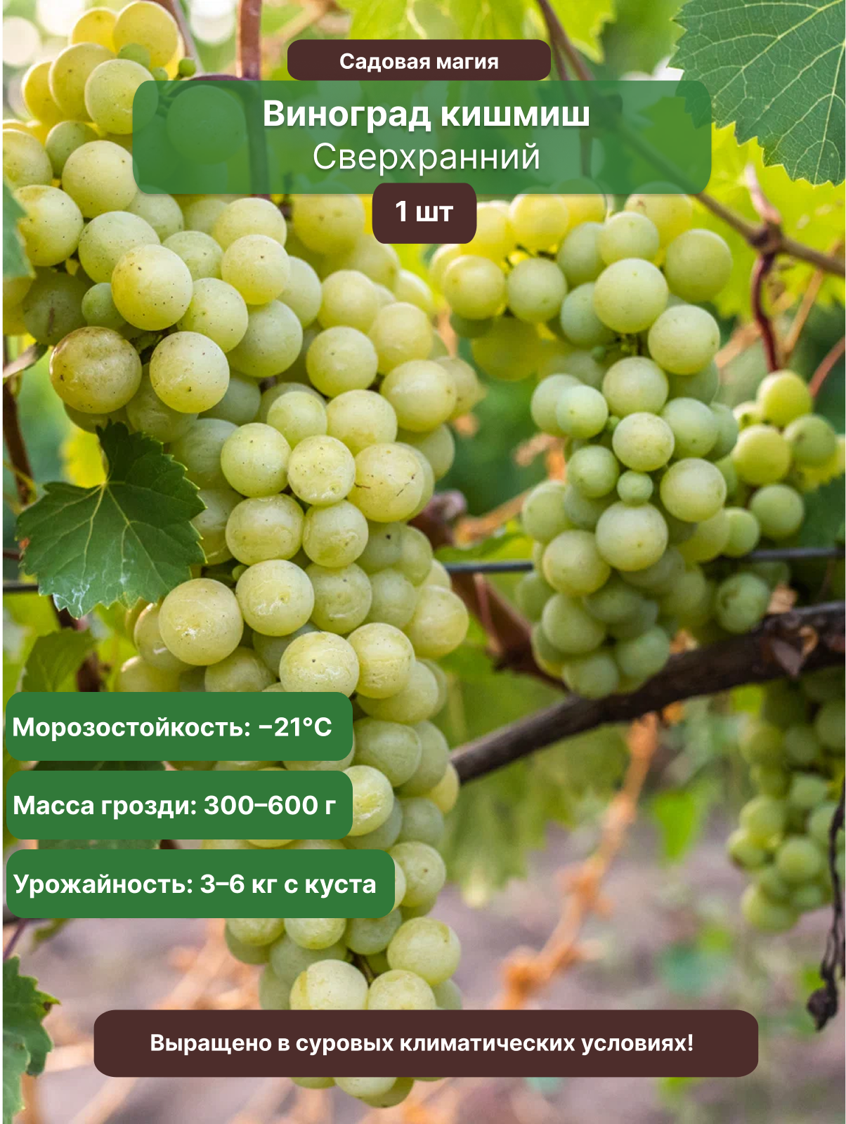 Виноград кишмиш Сверхранний 1 шт / бессемянный, морозостойкий сорт