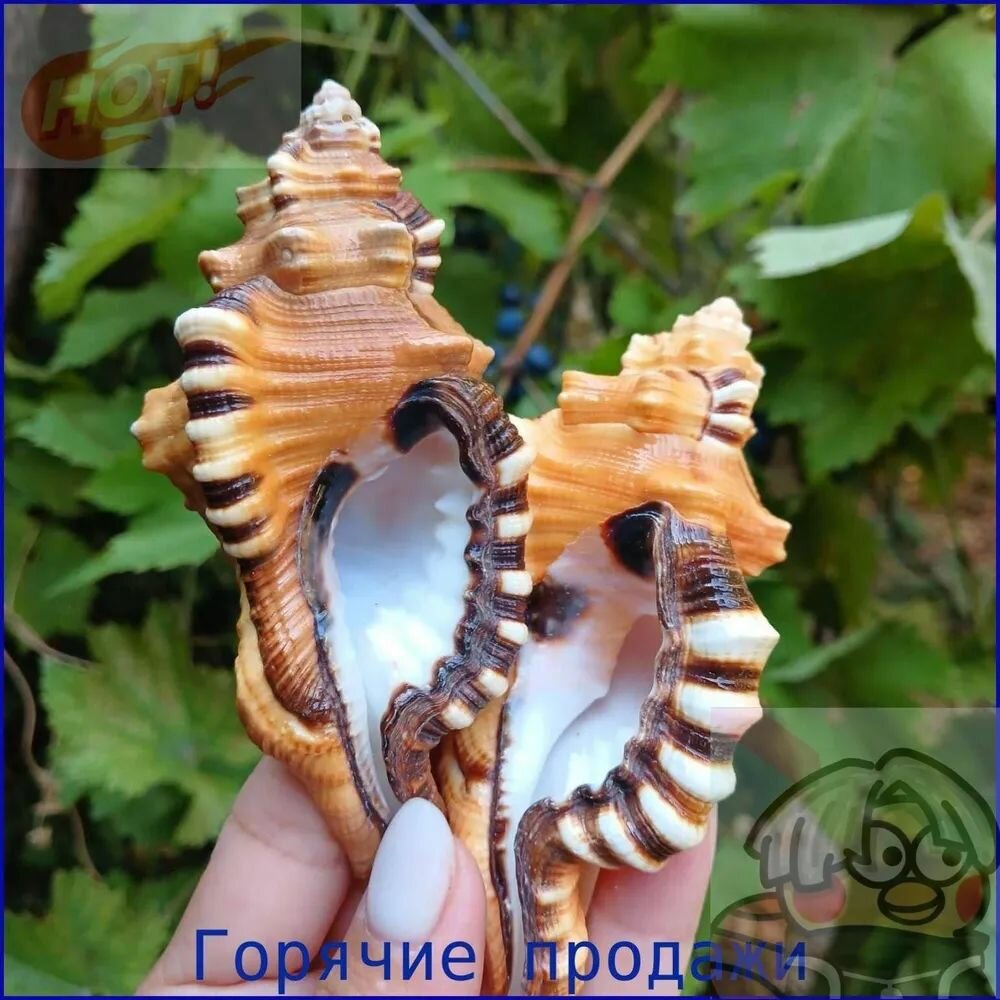 Чёрнопятнистый тритон 2шт/Ракушка морская, натуральная/ Циматиум лоториум66