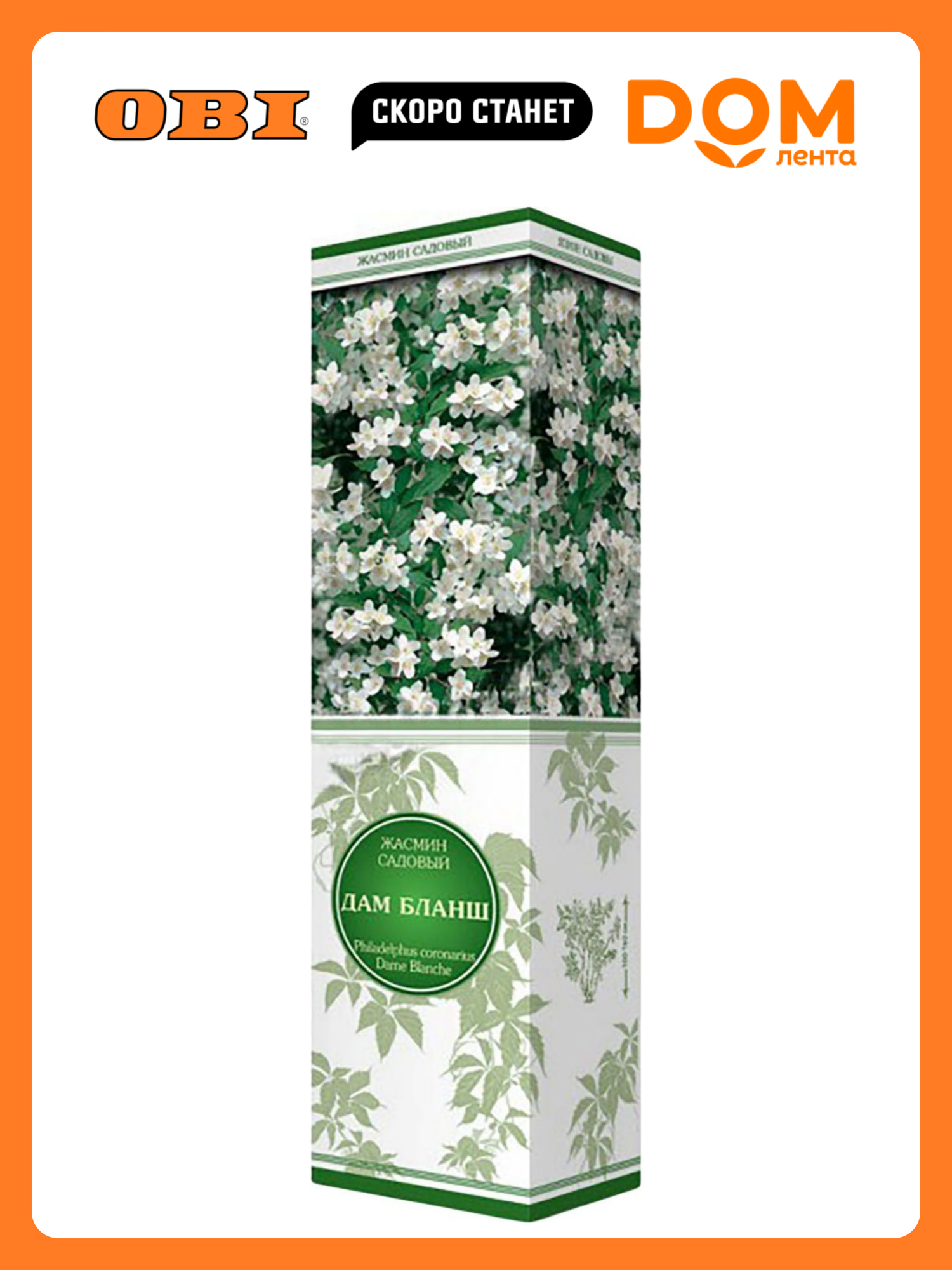 Саженец Жасмин садовый (Чубушник) Дам Бланш С1 Н37