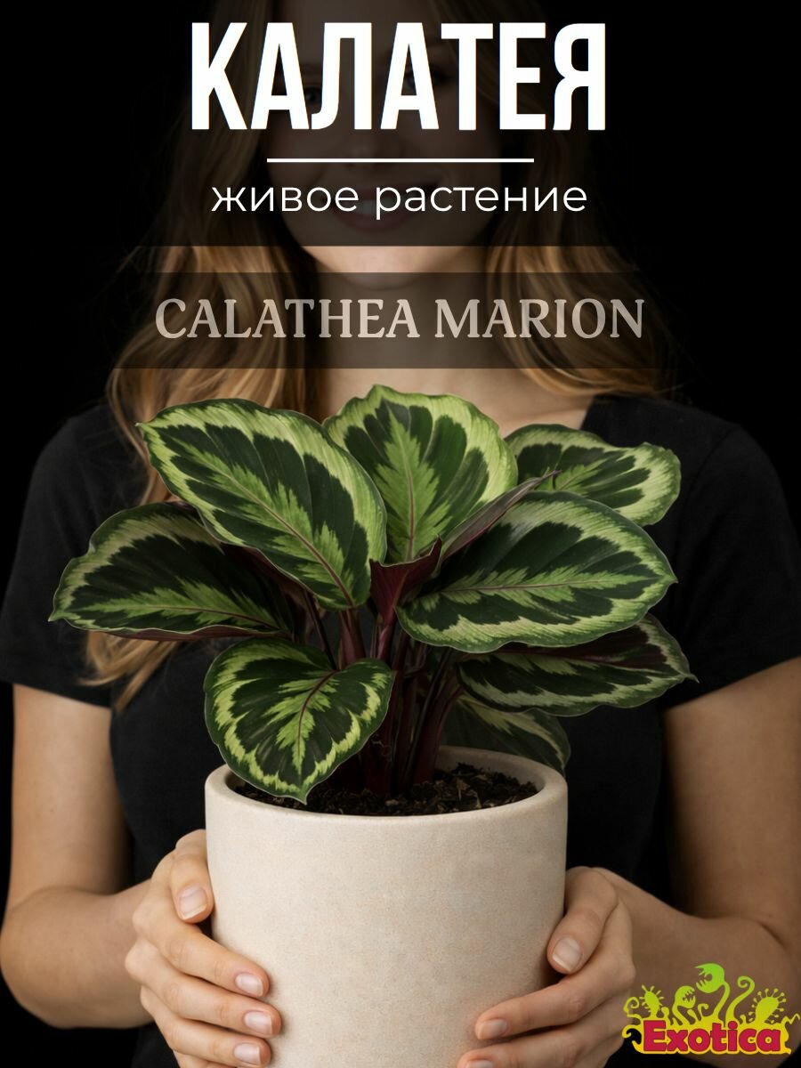 Калатея Марион (Calathea Marion) D12см, растение в горшке