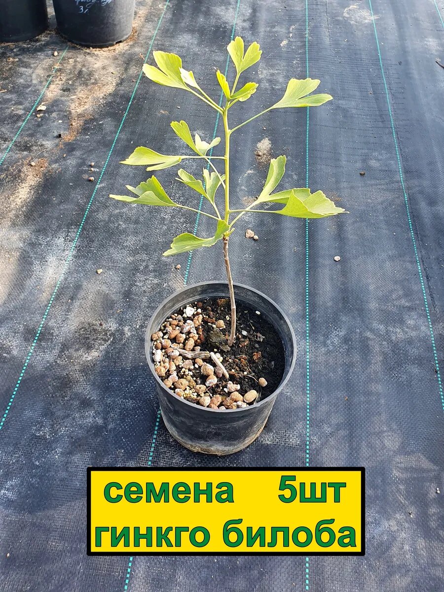 Семена Гинкго билоба 5 штук