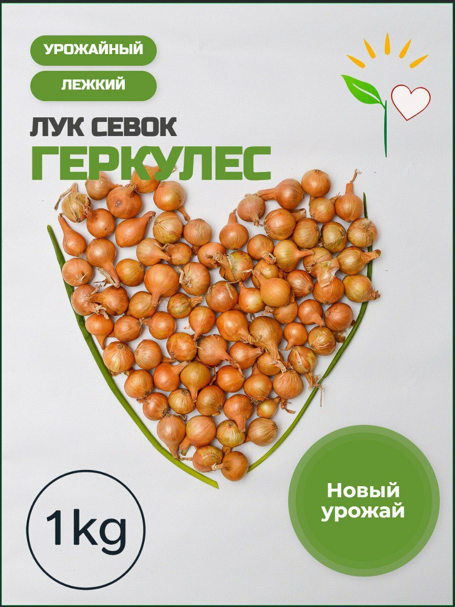 Лук-севок Геркулес Hercules 1кг / Севок лука на репку крупный/под зиму и весной 1кг