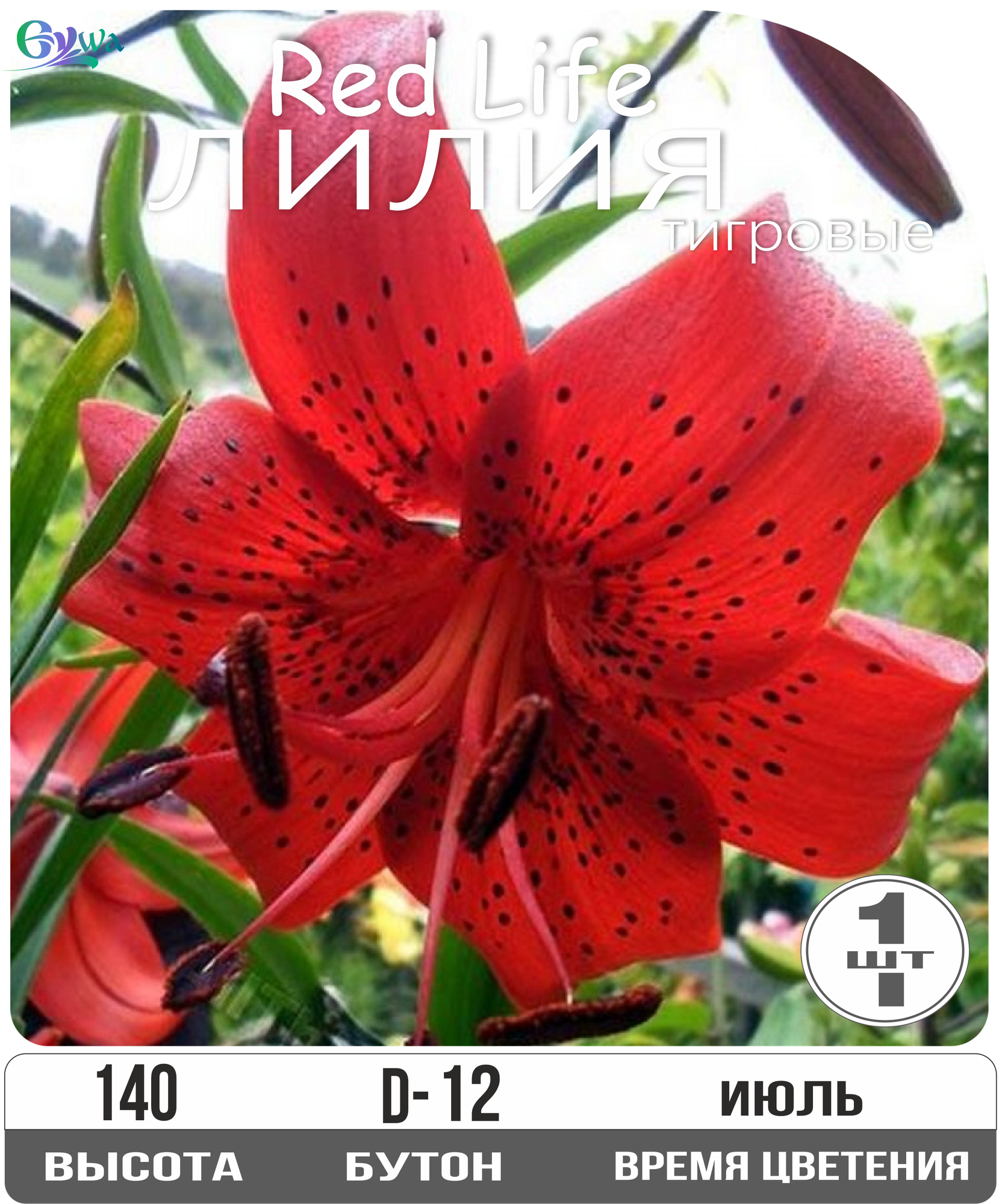 Лилия луковицы многолетние Ред Лайф, тигровые, высота 140 см. оранжево-алая цвета, 1шт.