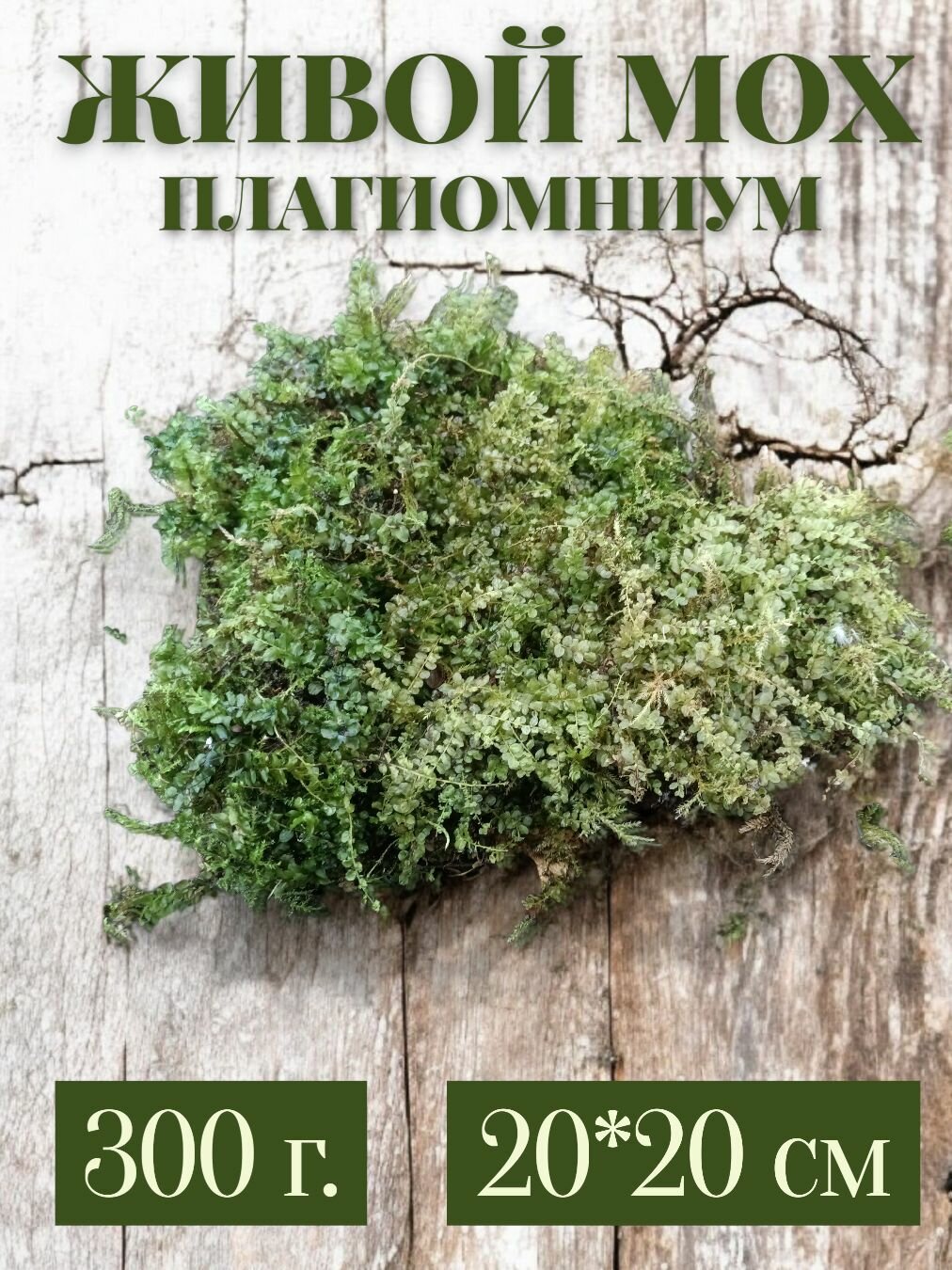 Живой мох Плагиомниум (Plagiomnium) для террариумов и флорариумов + 2 вида живого мха в подарок