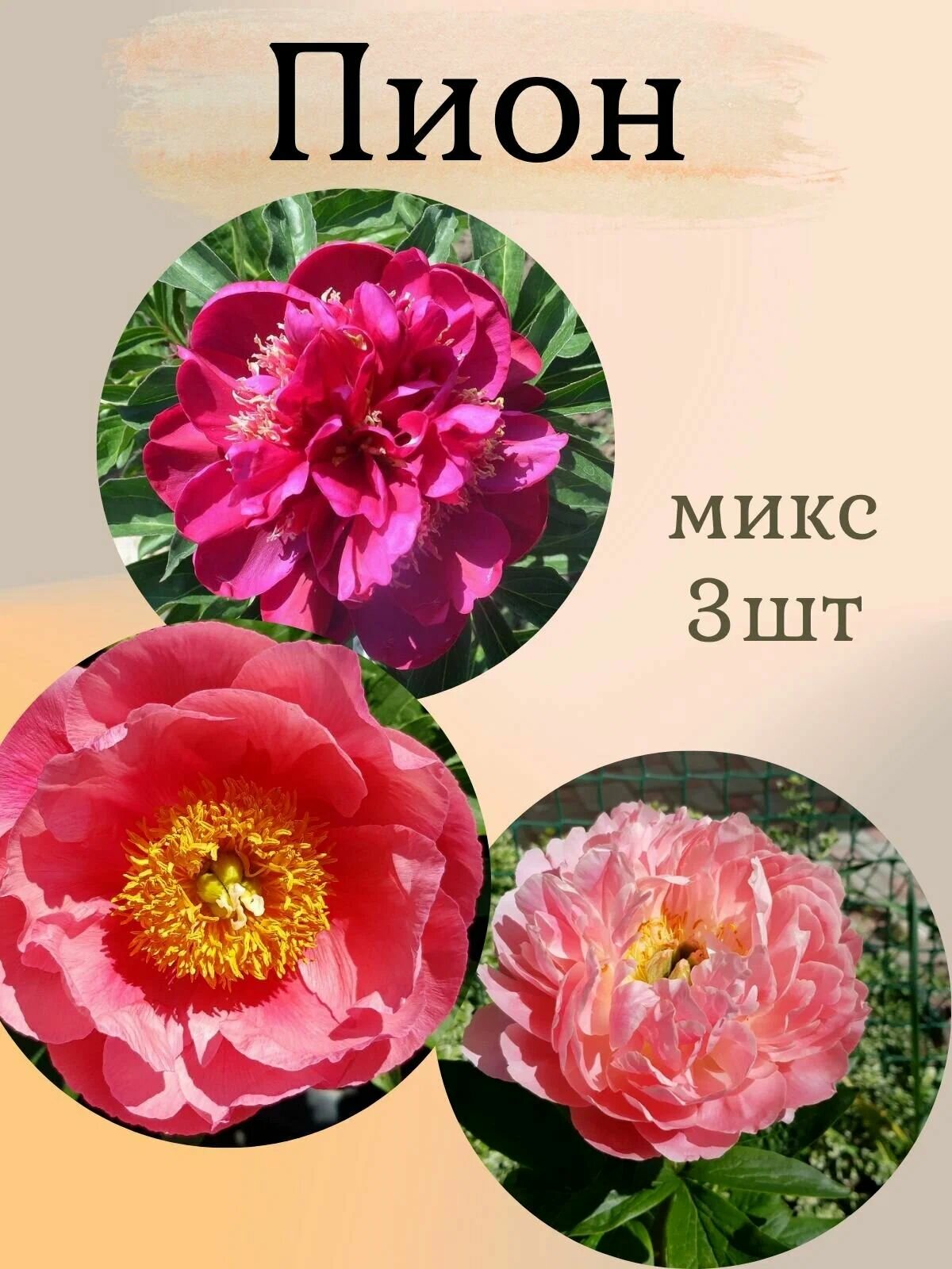 Пион микс 3шт