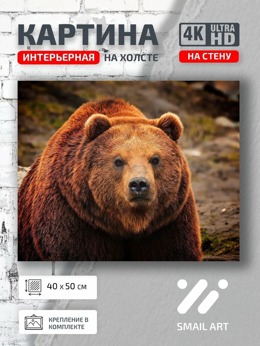 Картина на холсте интерьерная 40 на 50 на стену Медведь Animal для кафе animal style декор