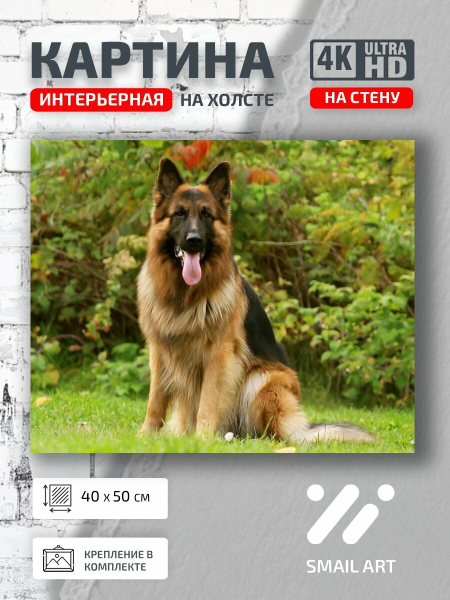 Картина на холсте интерьерная 40 на 50 на стену Овчарка Mood для кабинета атмосфера декор