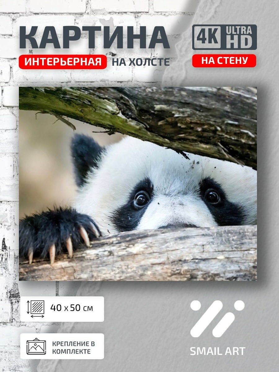 Картина на холсте интерьерная 40 на 50 на стену Животные Панда для офиса атмосфера