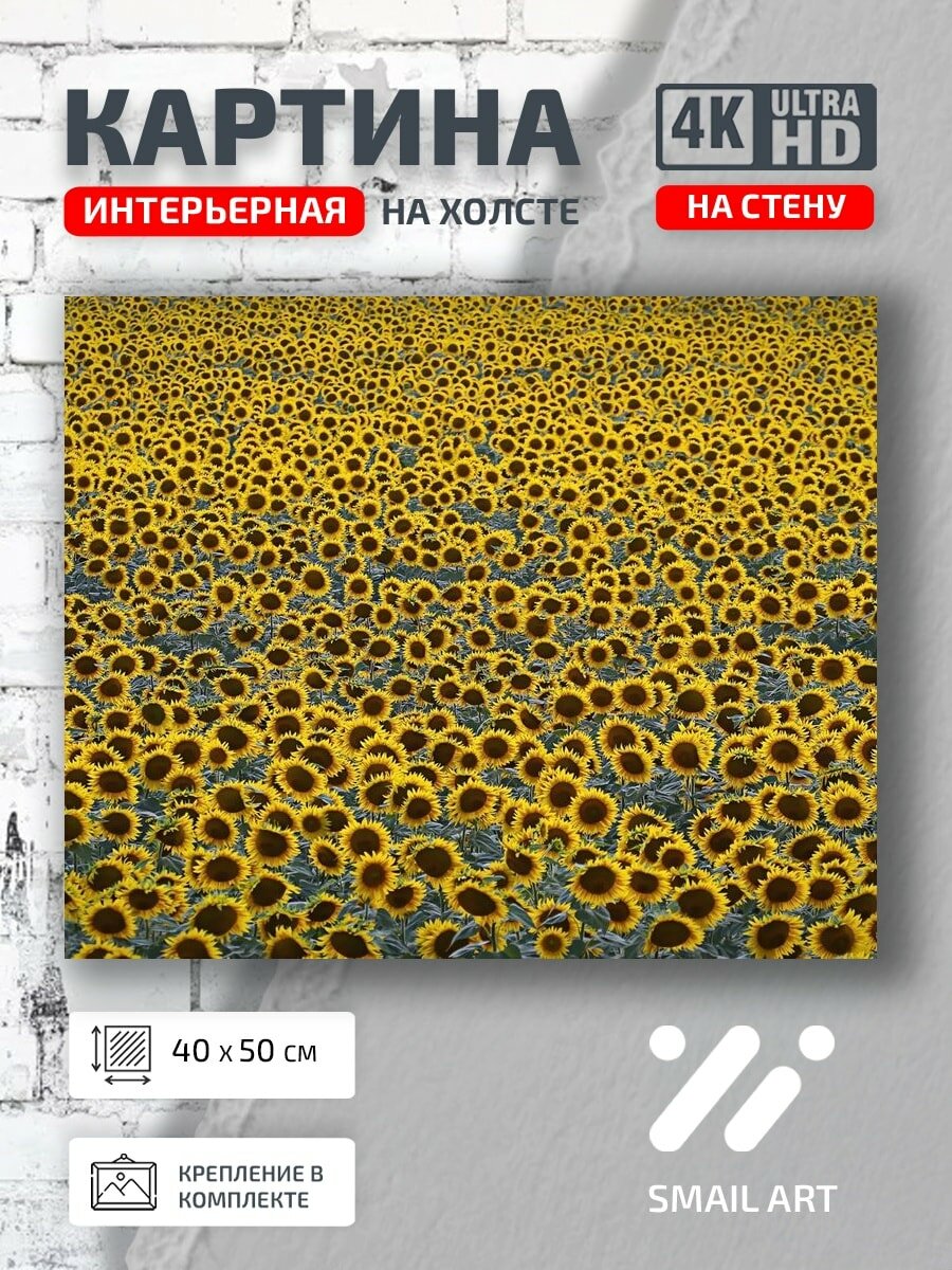 Картина на холсте интерьерная 40 на 50 на стену Природа sunflowers для кафе пейзаж
