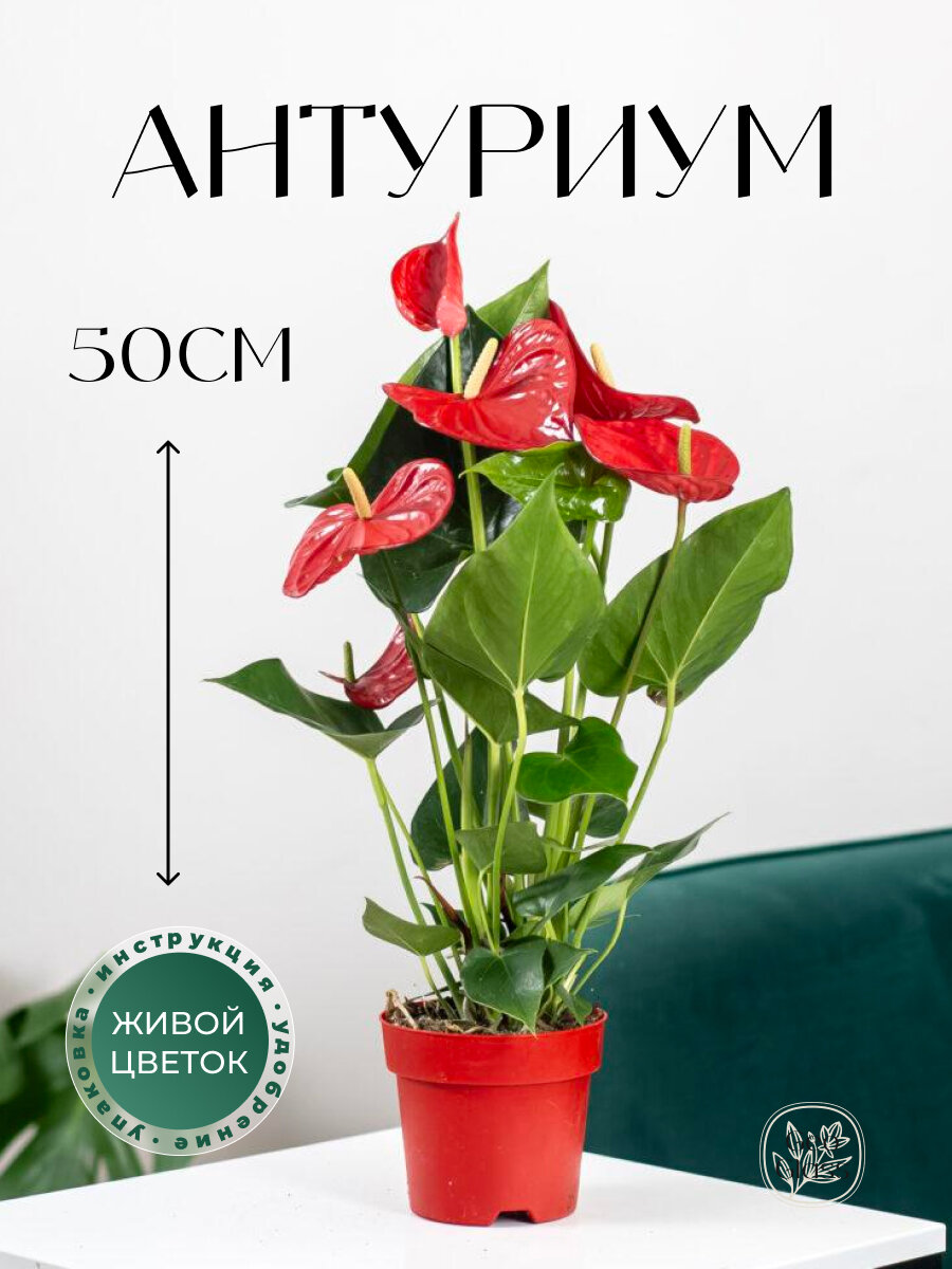 Geo Glass: Антуриум живой , цветущее растение живое 14/45 см