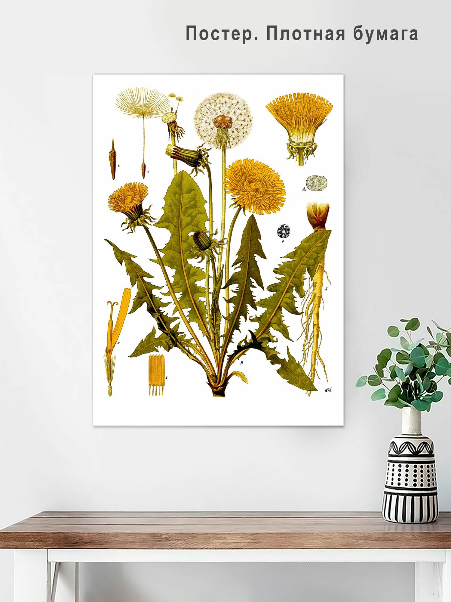 Постер, плакат Одуванчики из иллюстраций 40х60см