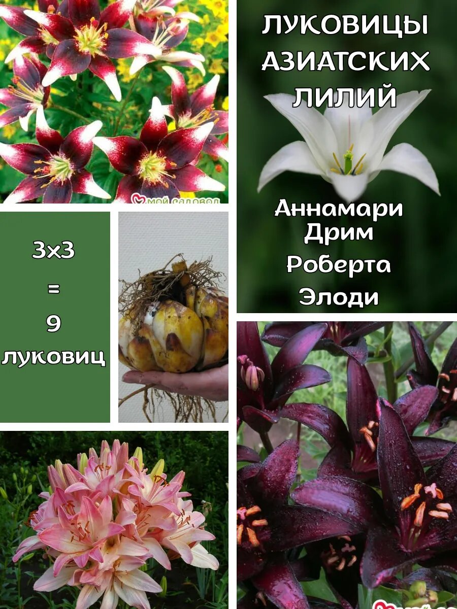 Азиатские лилии, сет из 3 сортов, луковицы 9 штук