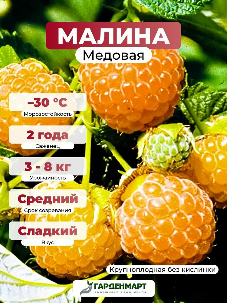 Саженец Малина крупноплодная без кислинки Медовая