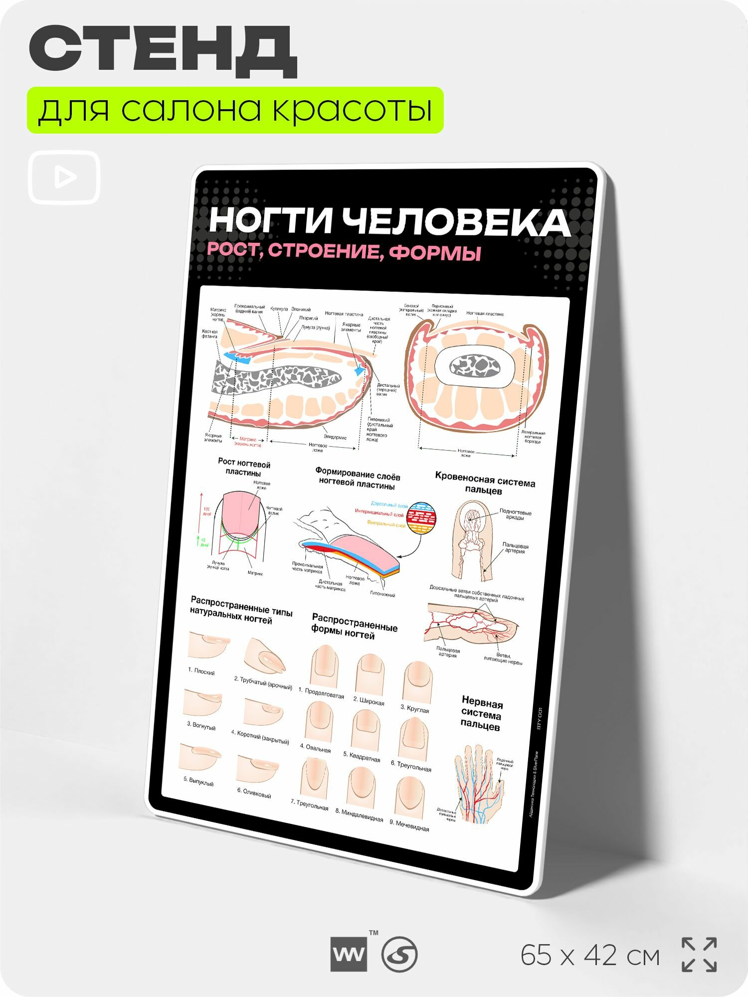 Информационный стенд для кабинета маникюра "Ногти человека. Рост, строение, формы", обучающий плакат для салона красоты, для косметологии, 65х42 см, Silver Plane x Айдентика Технолоджи