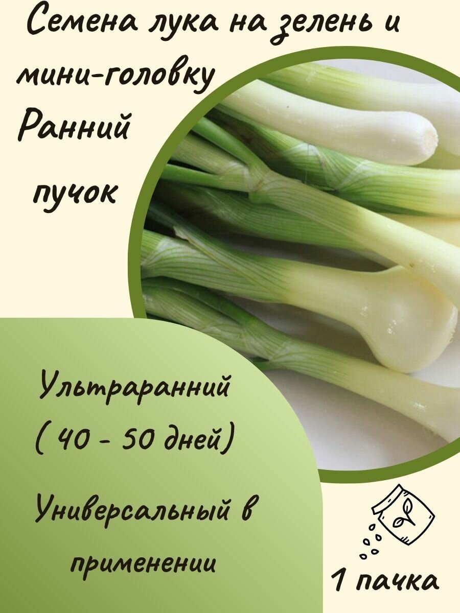 Семена лука на зелень и мини-головку Ранний пучок, 10 шт. семян