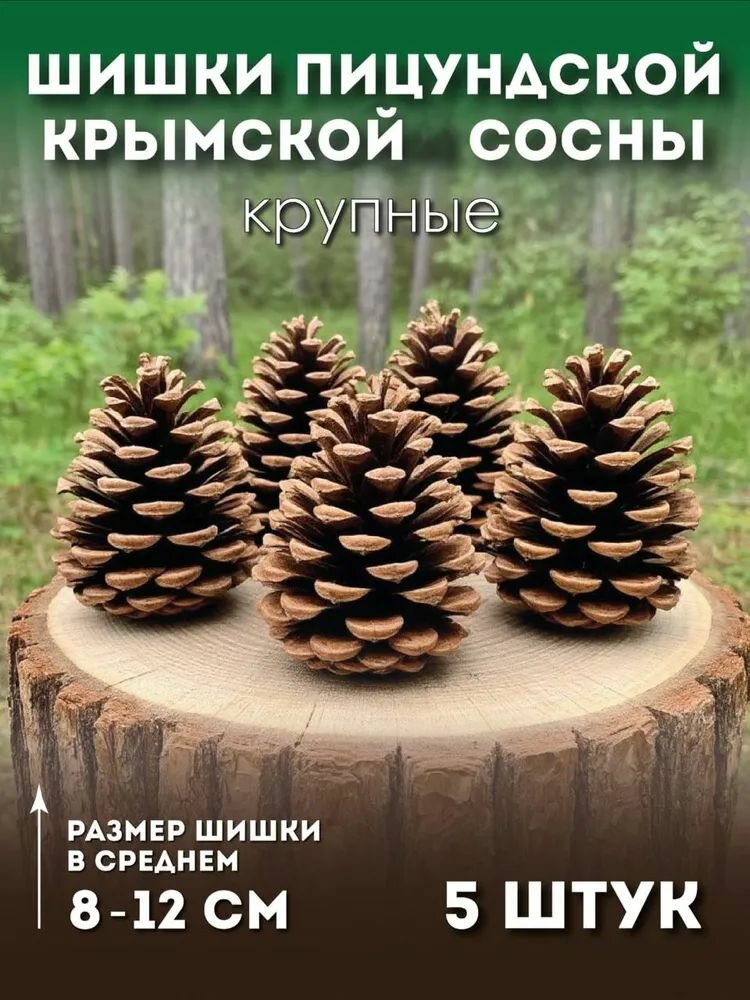 Шишки сосновые 5 шт для поделок