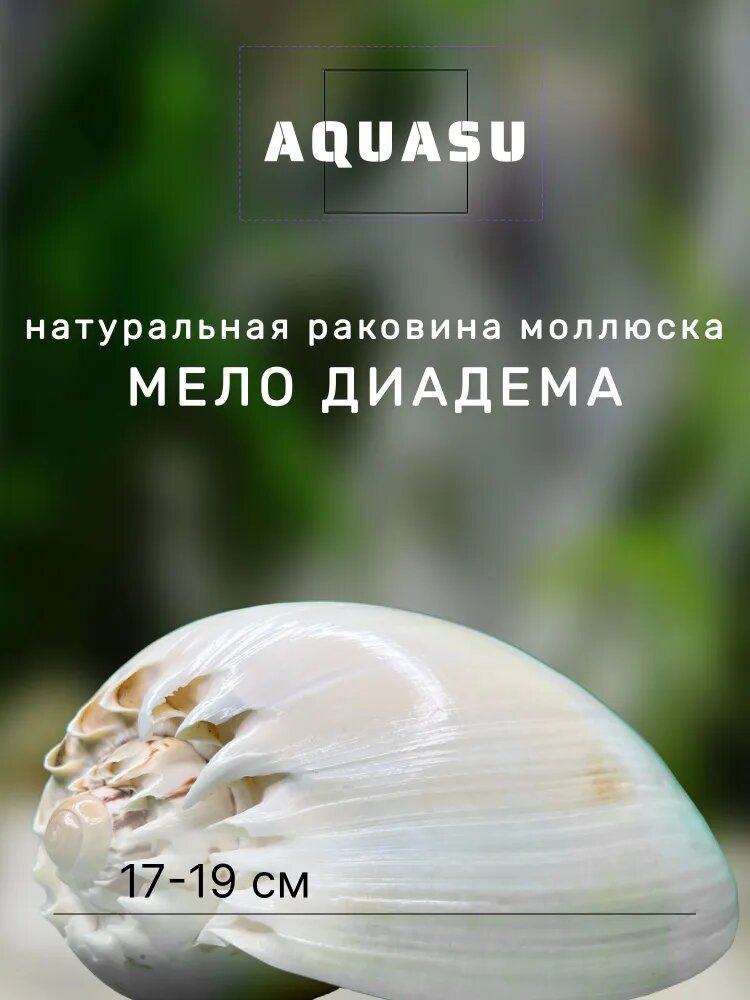 AQUASU Раковина моллюска Мело диадема, 17-19 см - натуральная ракушка для аквариума